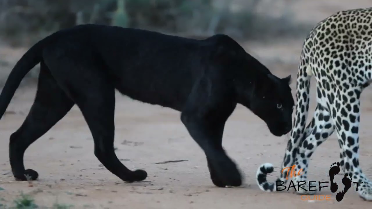 Video A Rare Black Leopard and Its Partner Captivate the Wild