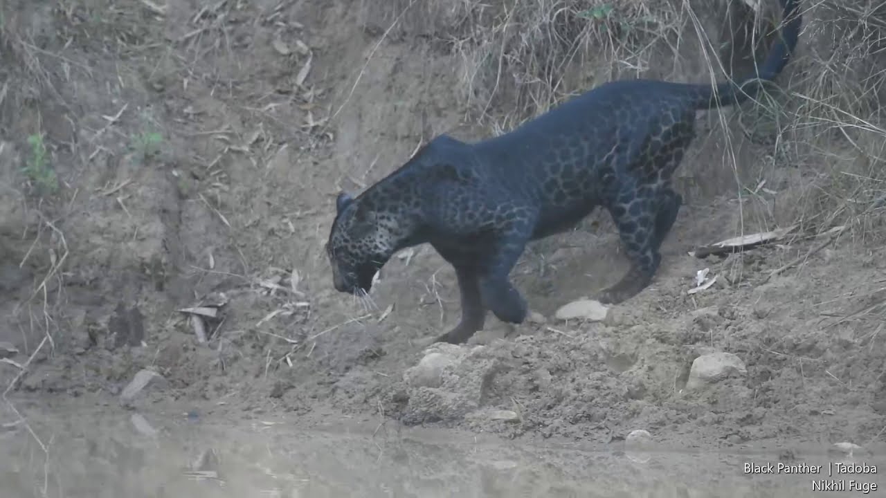 Video Rare Sighting of a Black Panther Captured in the Wild
